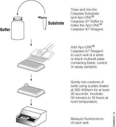 Apoptosis | An Introduction to Apoptosis Detection Methods | Promega