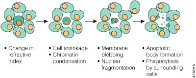 Apoptosis | An Introduction to Apoptosis Detection Methods | Promega
