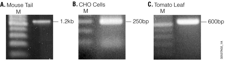 DNA Purification | DNA Extraction Methods